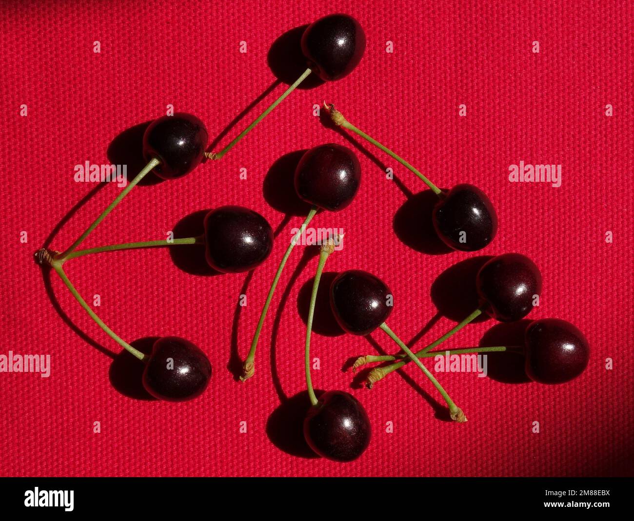 Burgundy wild bitter cherries with stems, scattered on magenta fabric ...