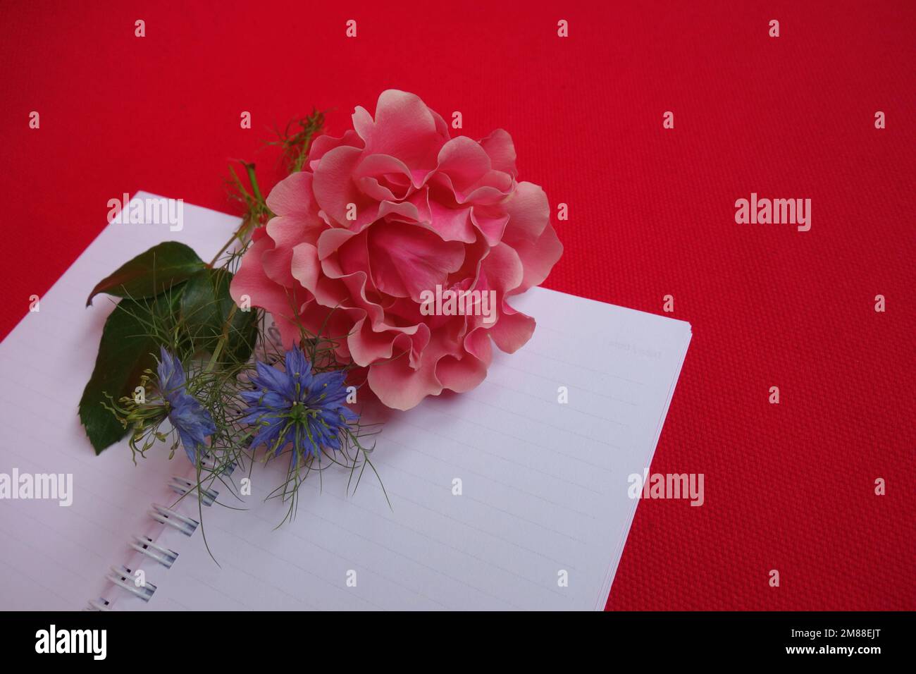 White rose flowers notebook hi-res stock photography and images - Alamy