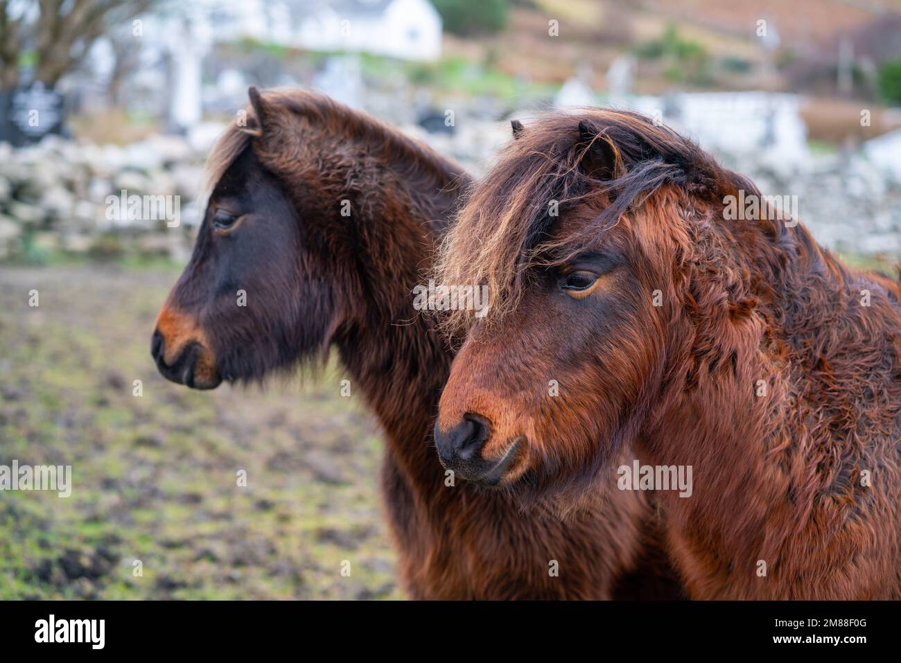 Ponies in a field in Ireland Stock Photo - Alamy