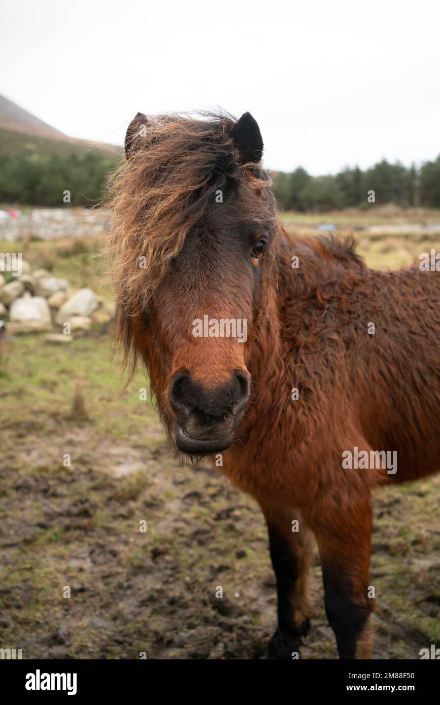Ponies in a field in Ireland Stock Photo - Alamy