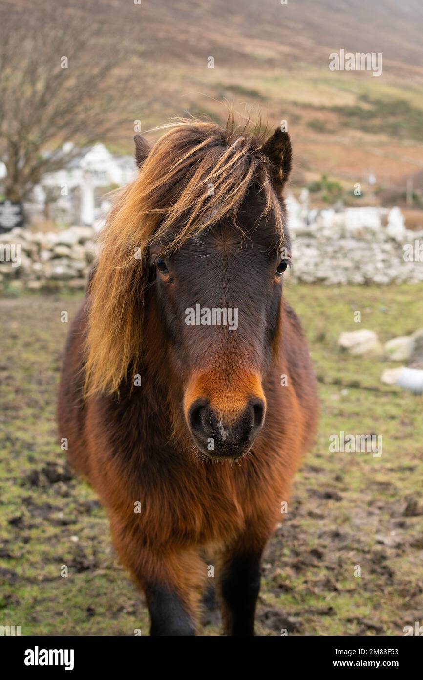 Ponies in a field in Ireland Stock Photo - Alamy