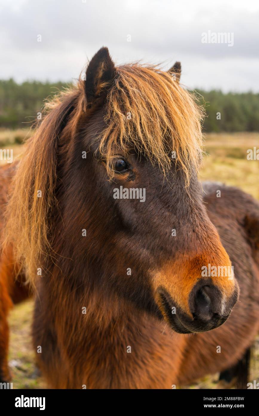 Ponies in a field in Ireland Stock Photo - Alamy