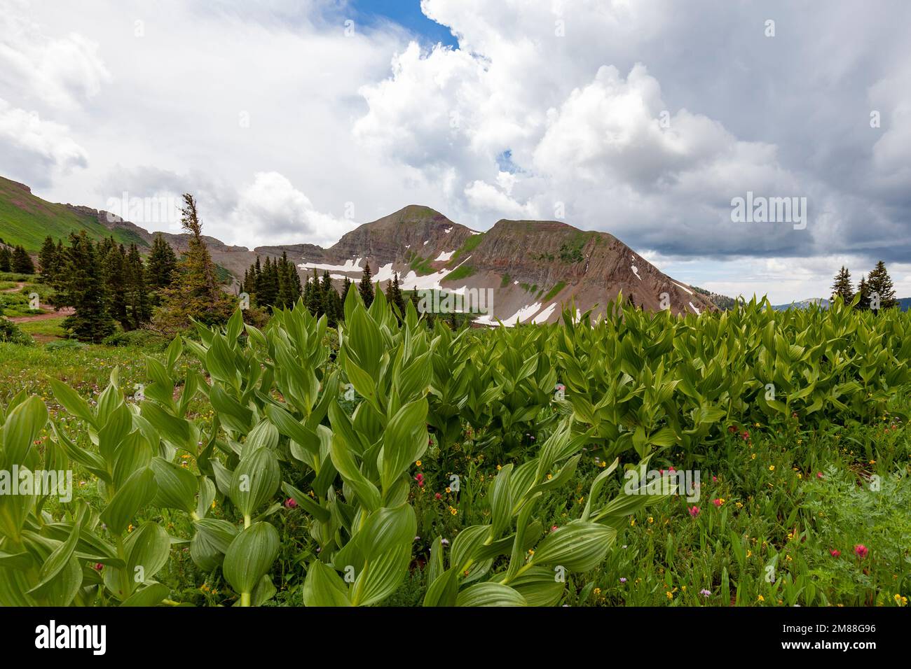 Alpine biome hi-res stock photography and images - Alamy