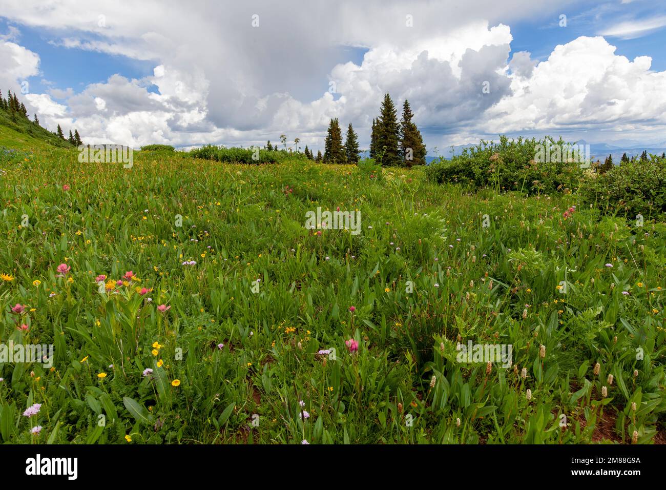 Wildflower slope hi-res stock photography and images - Alamy
