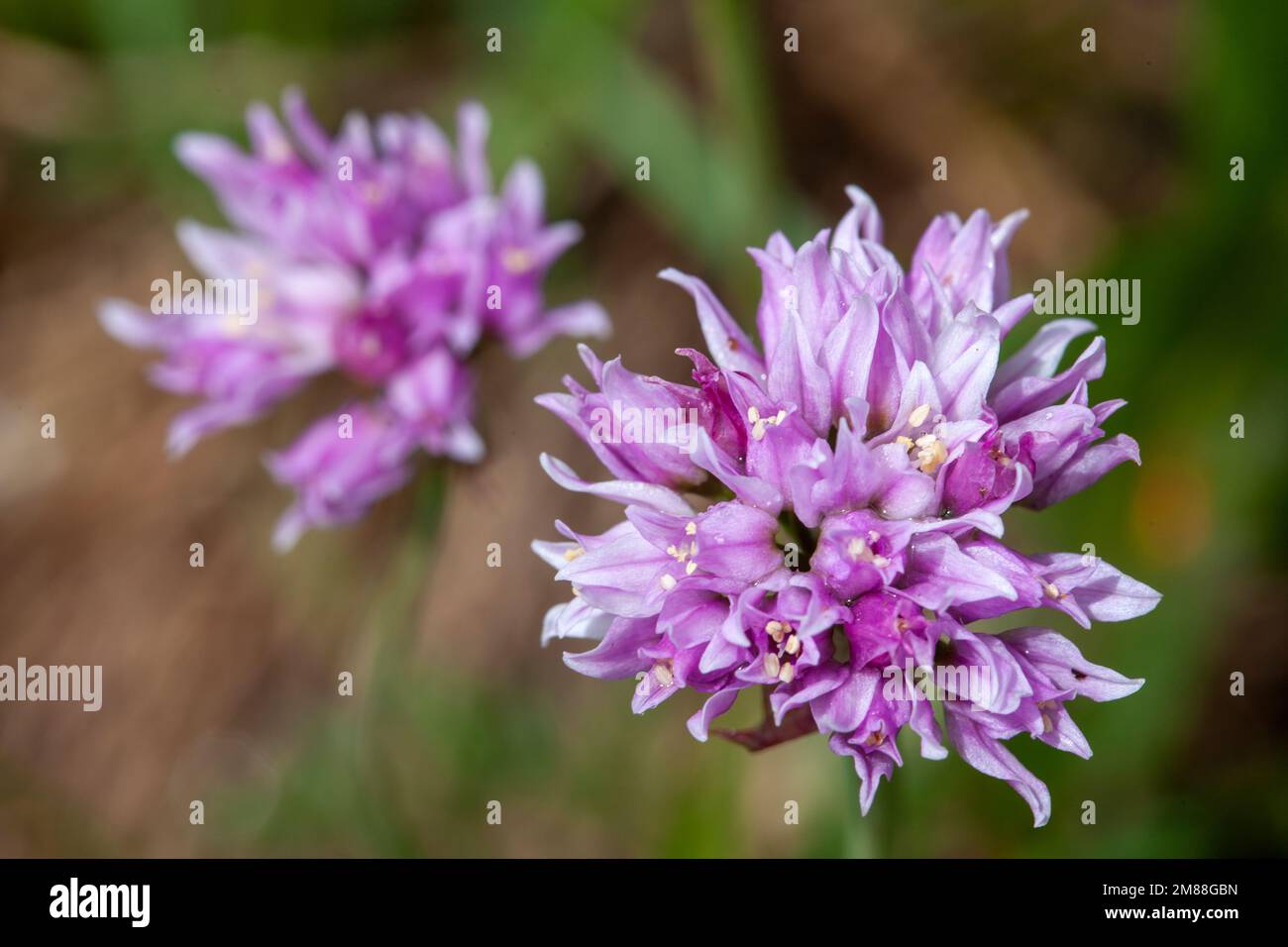 Allium family hi-res stock photography and images - Alamy