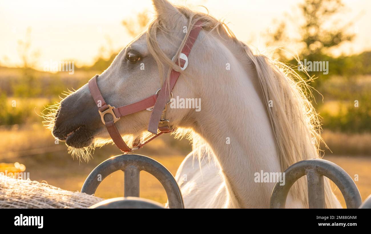 Horse portrait in the sun.Farm animals.White horse in paddock at sunset ...