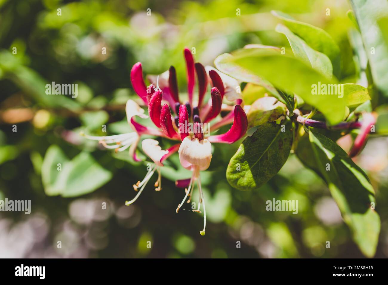 lonicera firecracker plant with purple flowers outdoor in beautiful ...