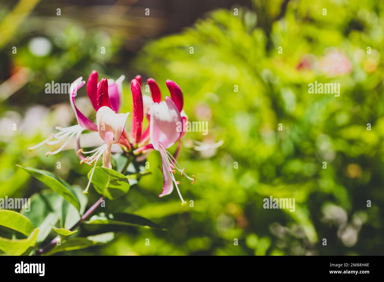 lonicera firecracker plant with purple flowers outdoor in beautiful ...