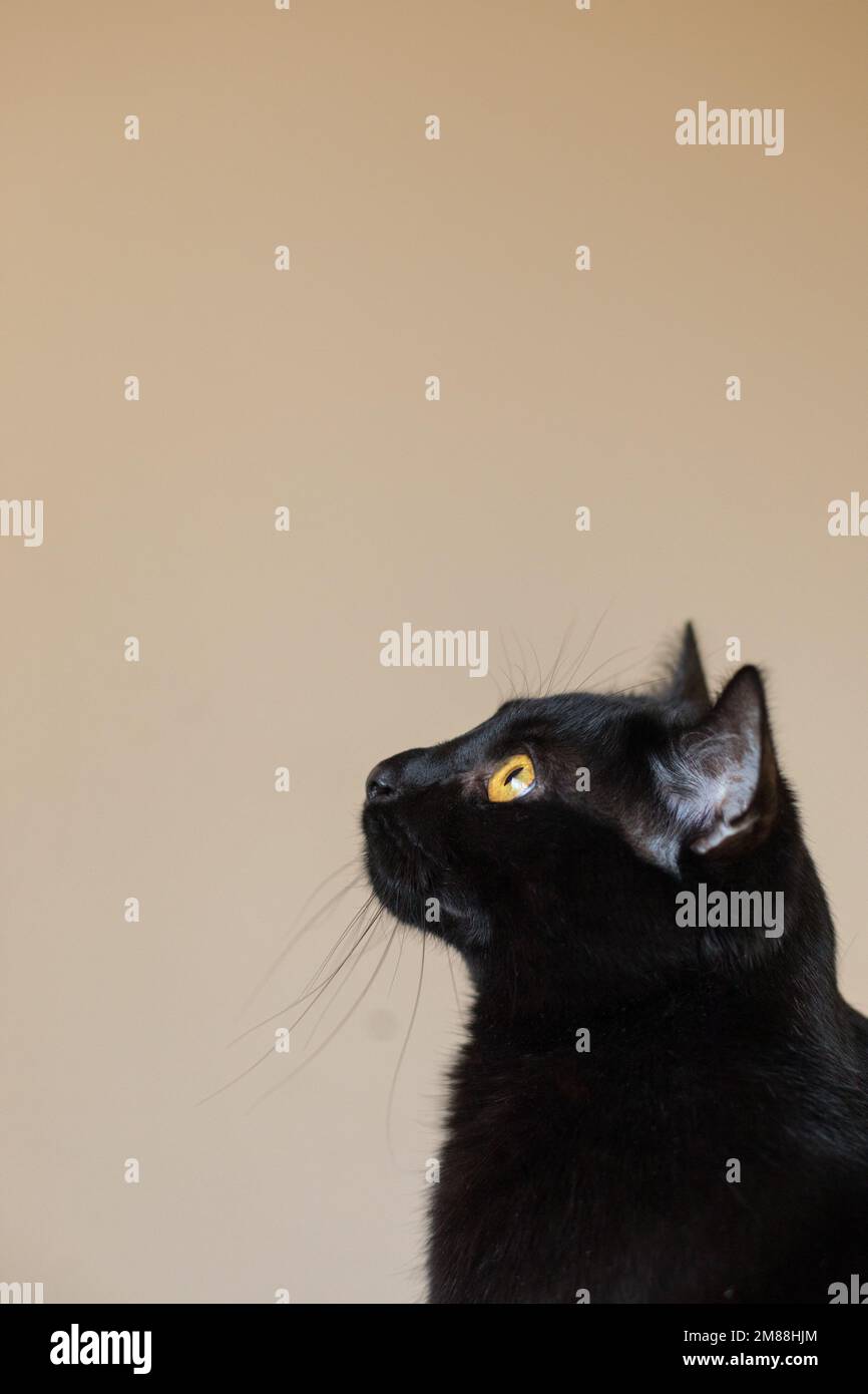 Profile of a black cat Stock Photo - Alamy