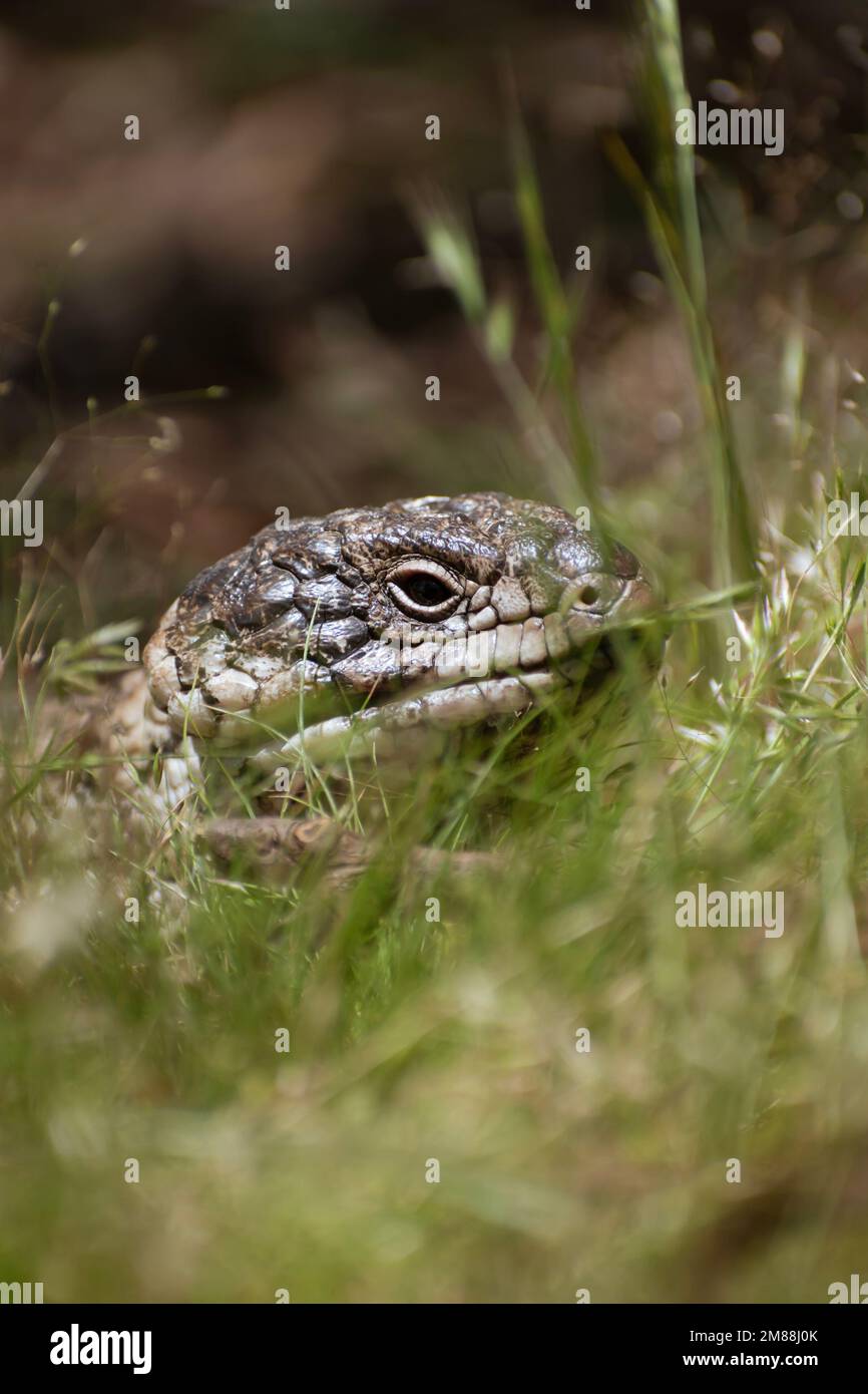 Pictures of victoria wildlife hi-res stock photography and images - Alamy