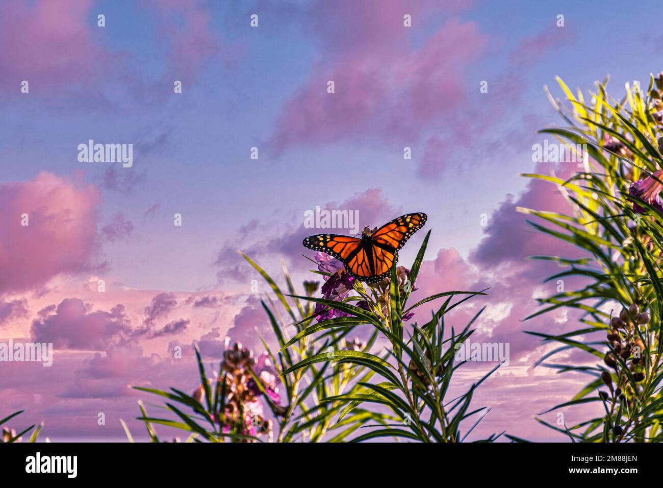 A scenic view of a Monarch butterfly pollinating purple flowers under ...