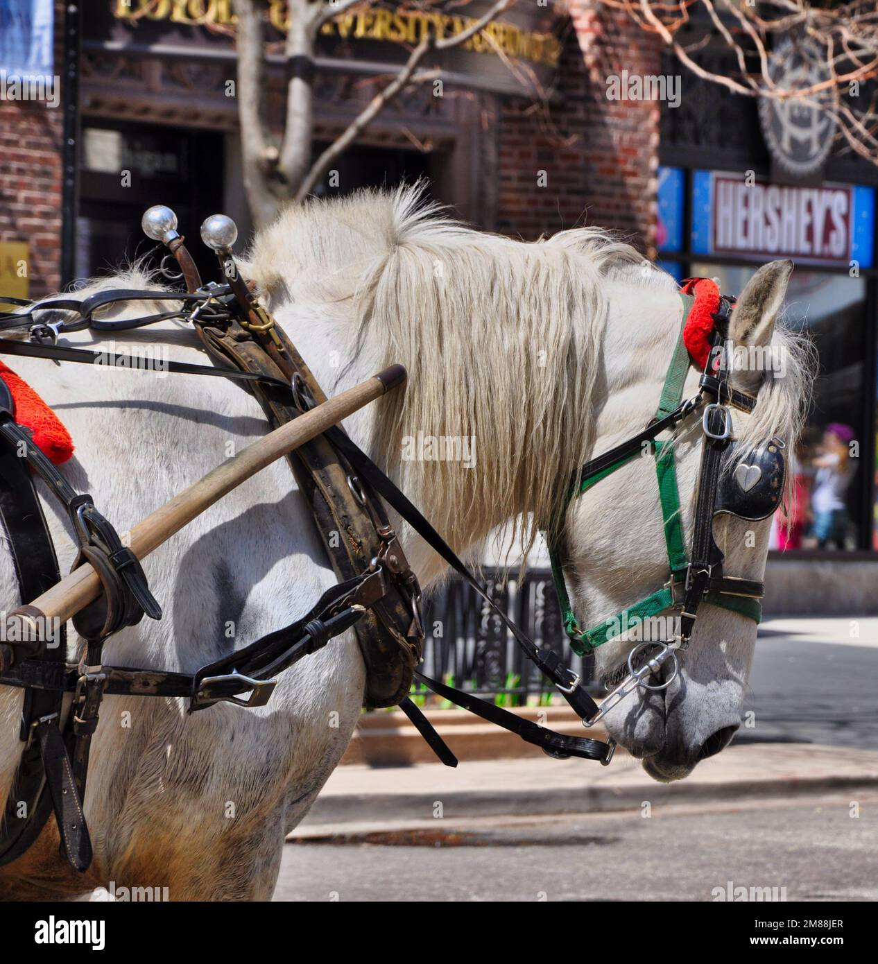 A closeup of a white horse in downtown Chicago during a carriage riding ...