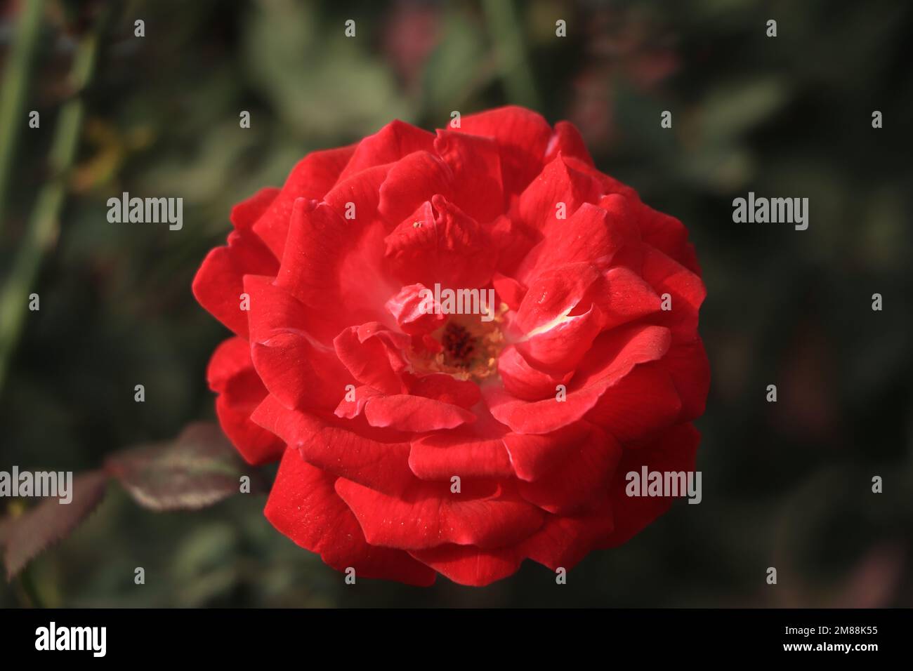 Red Roses on a bush in a garden Stock Photo - Alamy
