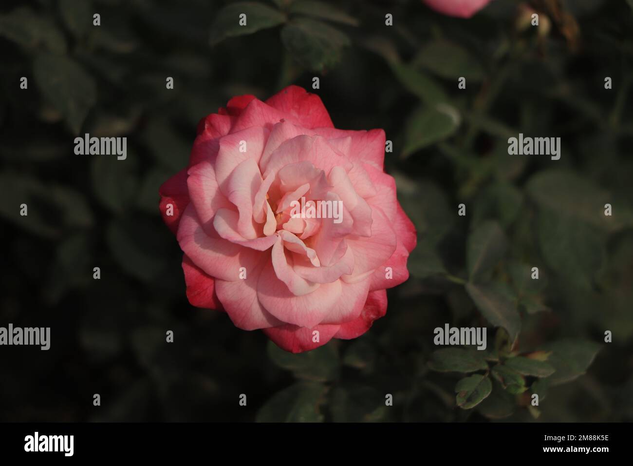 Selective focus pink wedding hi-res stock photography and images - Alamy