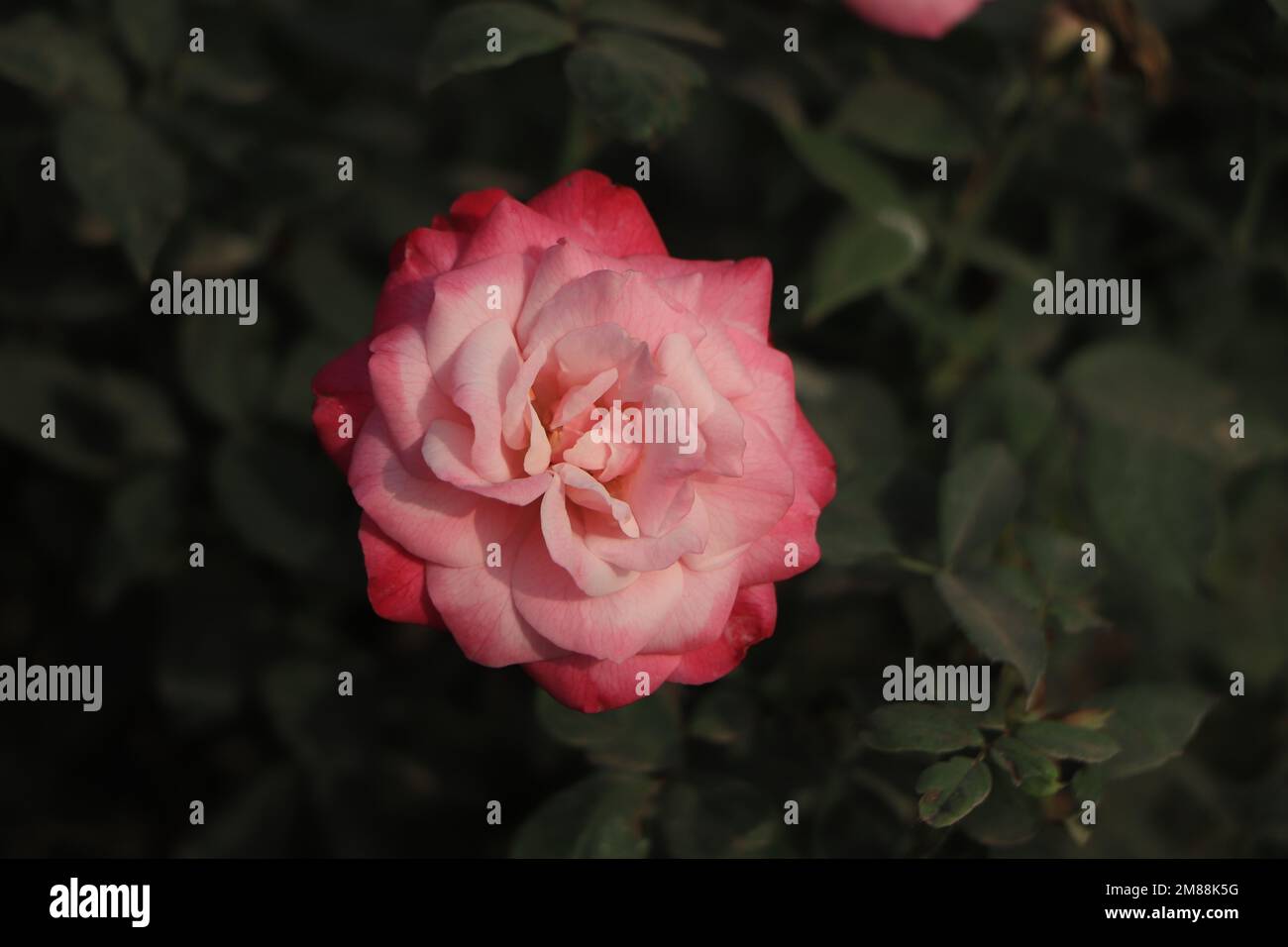 Pink rose with green leaf in a garden Stock Photo - Alamy