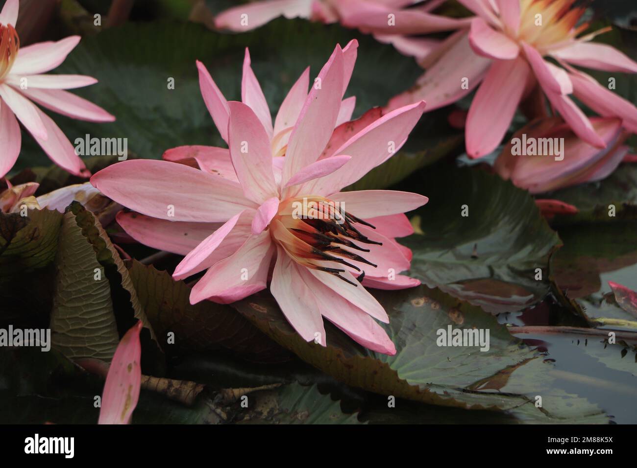 Blossom lotus flower in japanese pond hi-res stock photography and ...