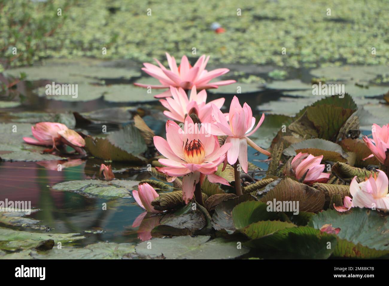 Fancy lily hi-res stock photography and images - Alamy