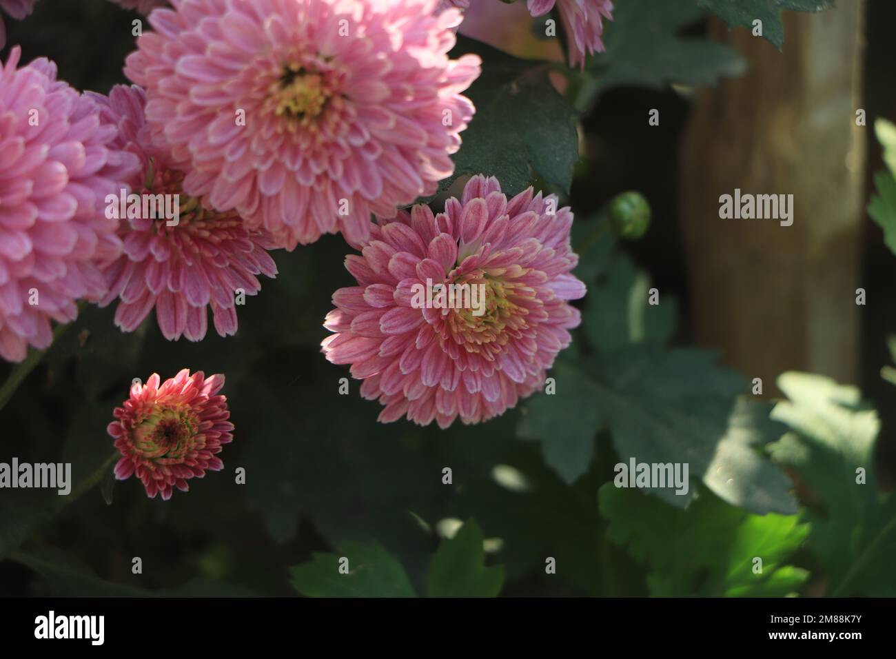 Pink Chrysanthemum flower close up Stock Photo - Alamy