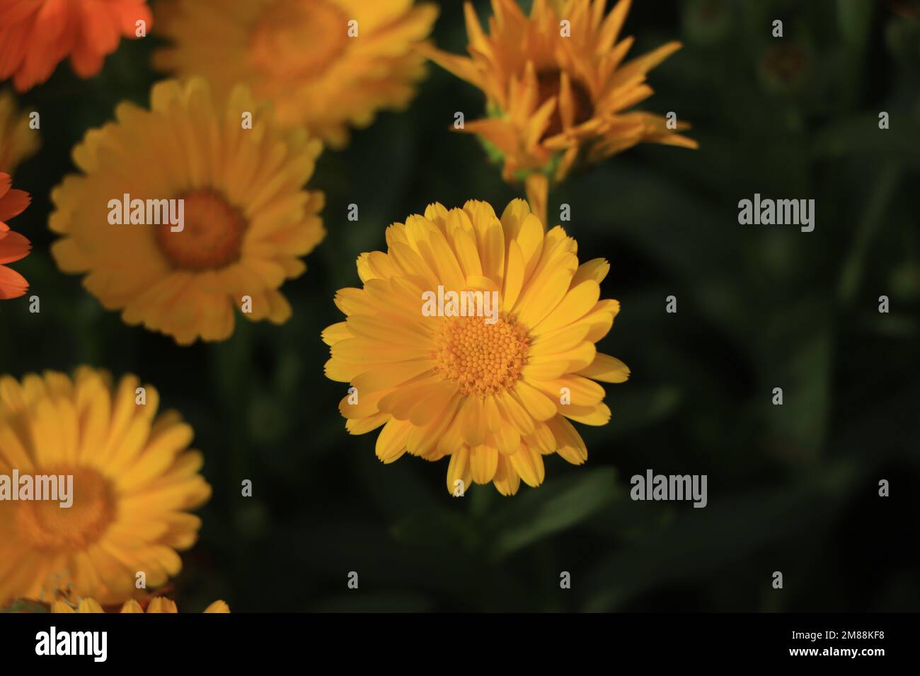 Yellow calendula flower with copy space Stock Photo - Alamy