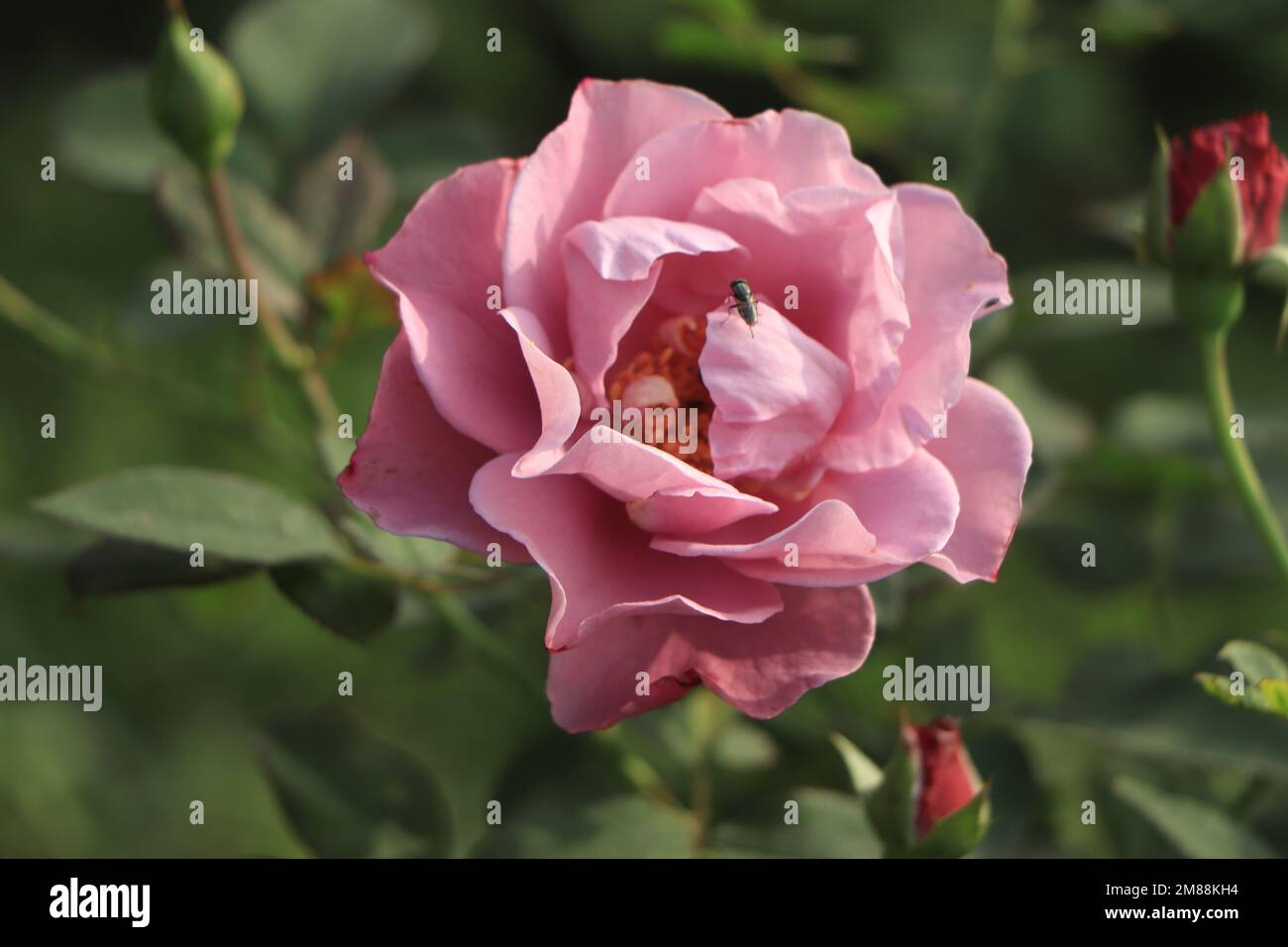 Large pink rose closeup in a tropical garden Stock Photo - Alamy
