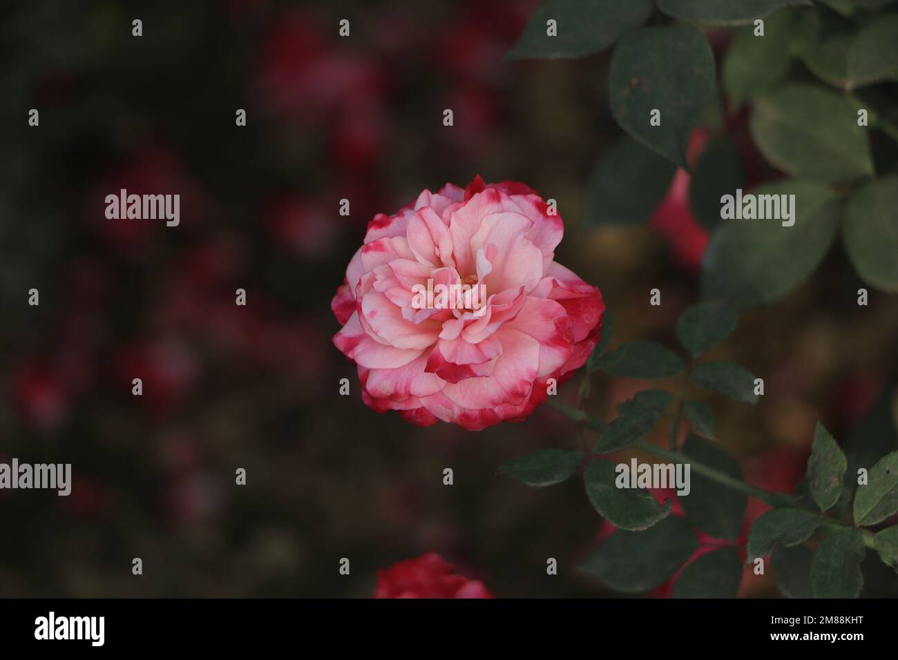 Coral roses blooming in park blooming hi-res stock photography and ...