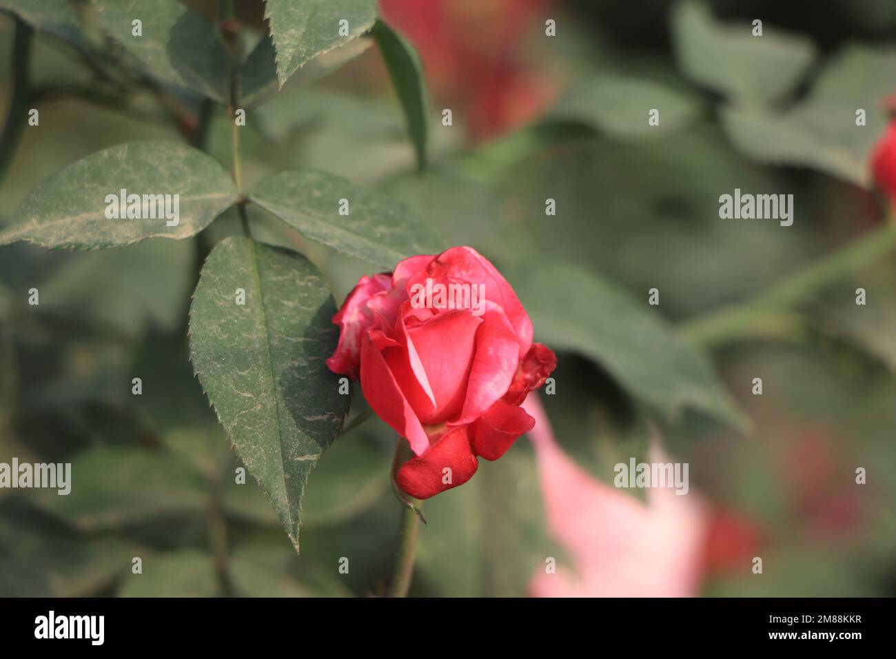 Classic red rose in full bloom Stock Photo - Alamy
