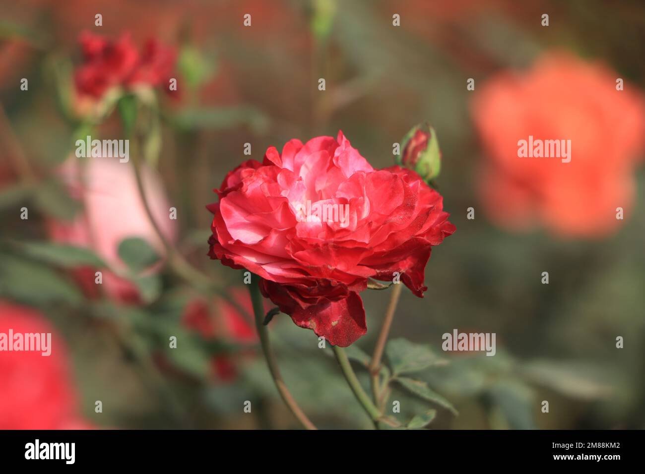 Lovely single blooming red rose Stock Photo - Alamy