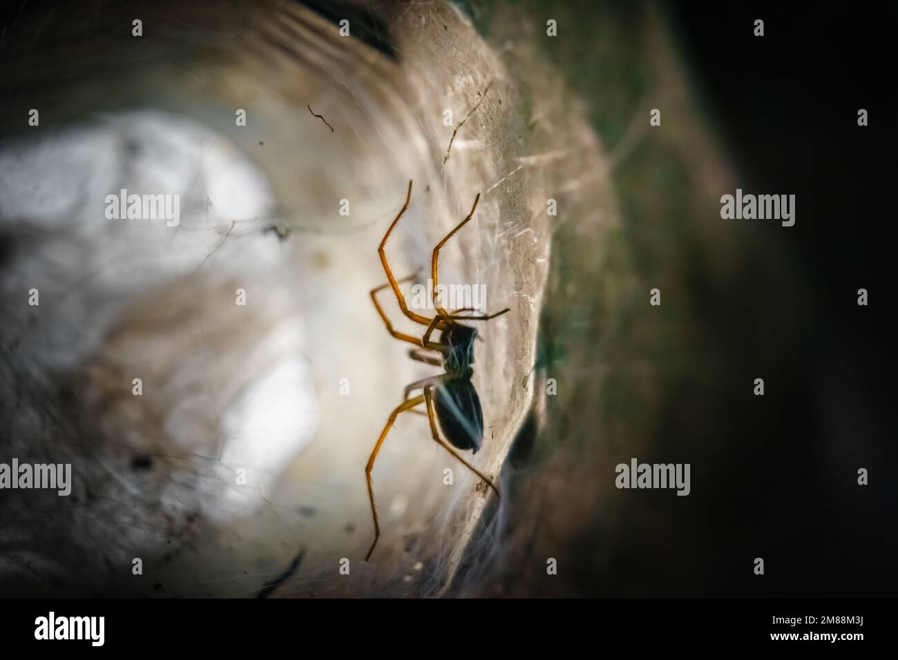 A selective focus shot of a Bowl and doily spider Stock Photo - Alamy
