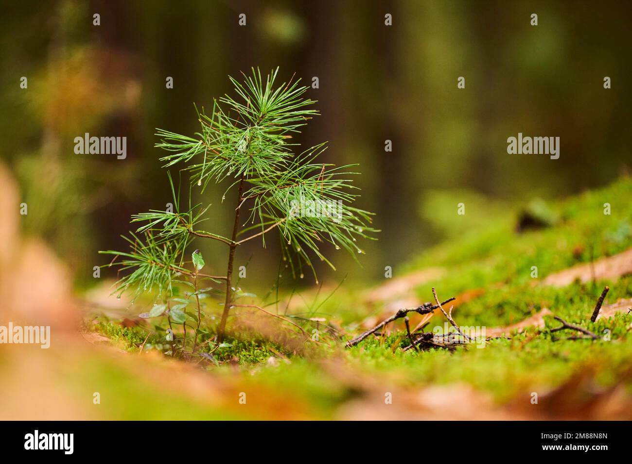 Young Scots pine (Pinus sylvestris) in the forest, Franconia, Bavaria ...