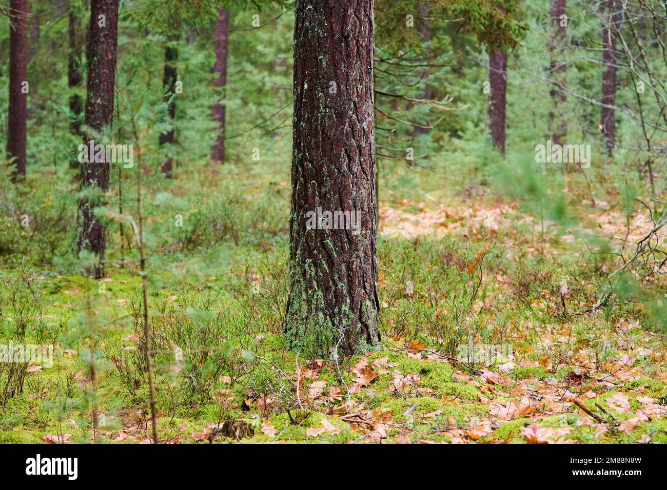 Tree trunks of the Scots pine (Pinus sylvestris) in the forest ...