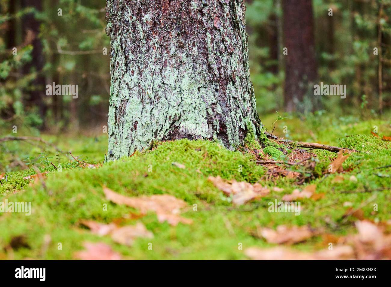 Tree trunk of the Norway spruce (Picea abies) in the forest, Franconia ...