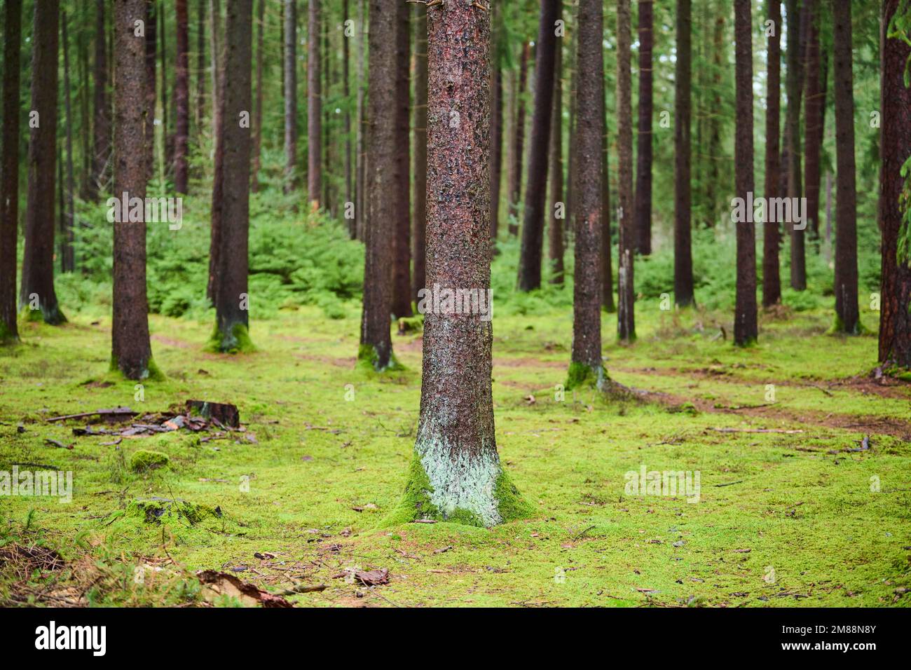 Tree trunks of the Norway spruce (Picea abies) in the forest, Franconia ...