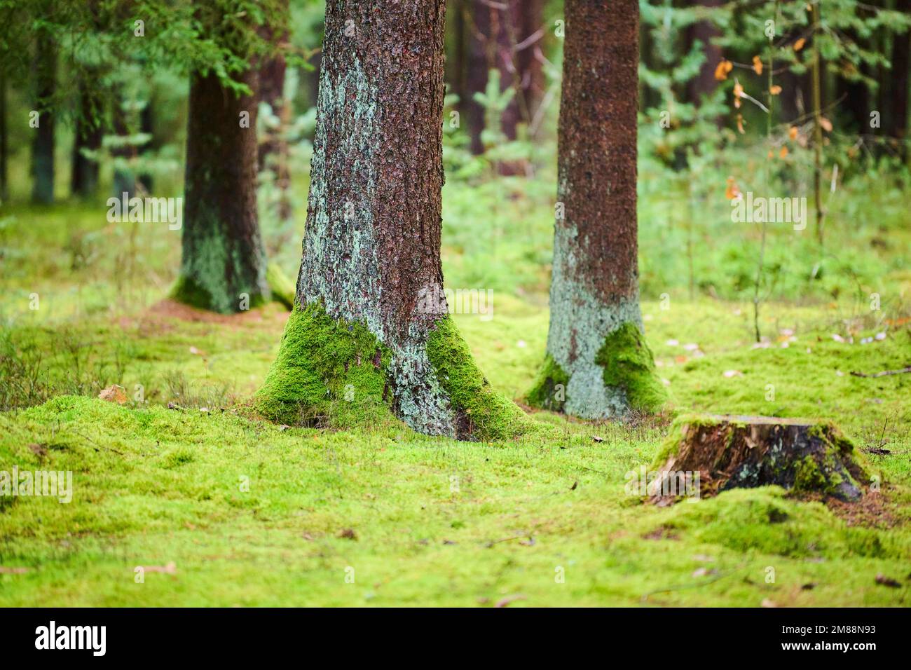 Tree trunks of the Norway spruce (Picea abies) in the forest, Franconia ...