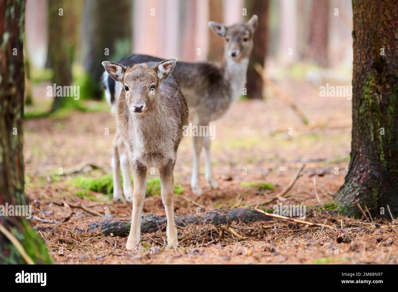 European fallow deer (Dama dama) doe in a forest, Bavaria, Germany ...