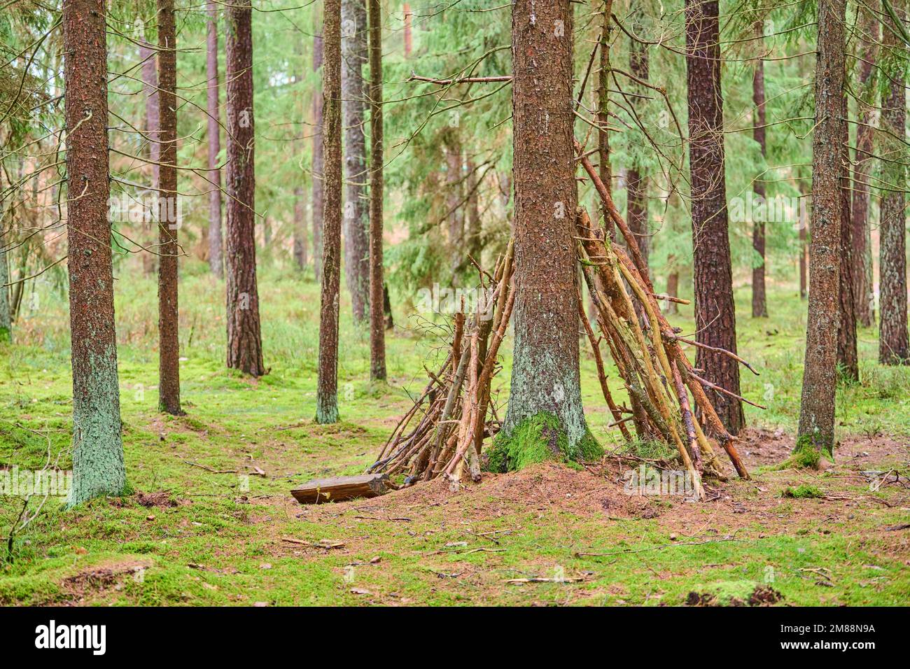 Wood tipi at a Tree trunk of the Norway spruce (Picea abies) in the ...