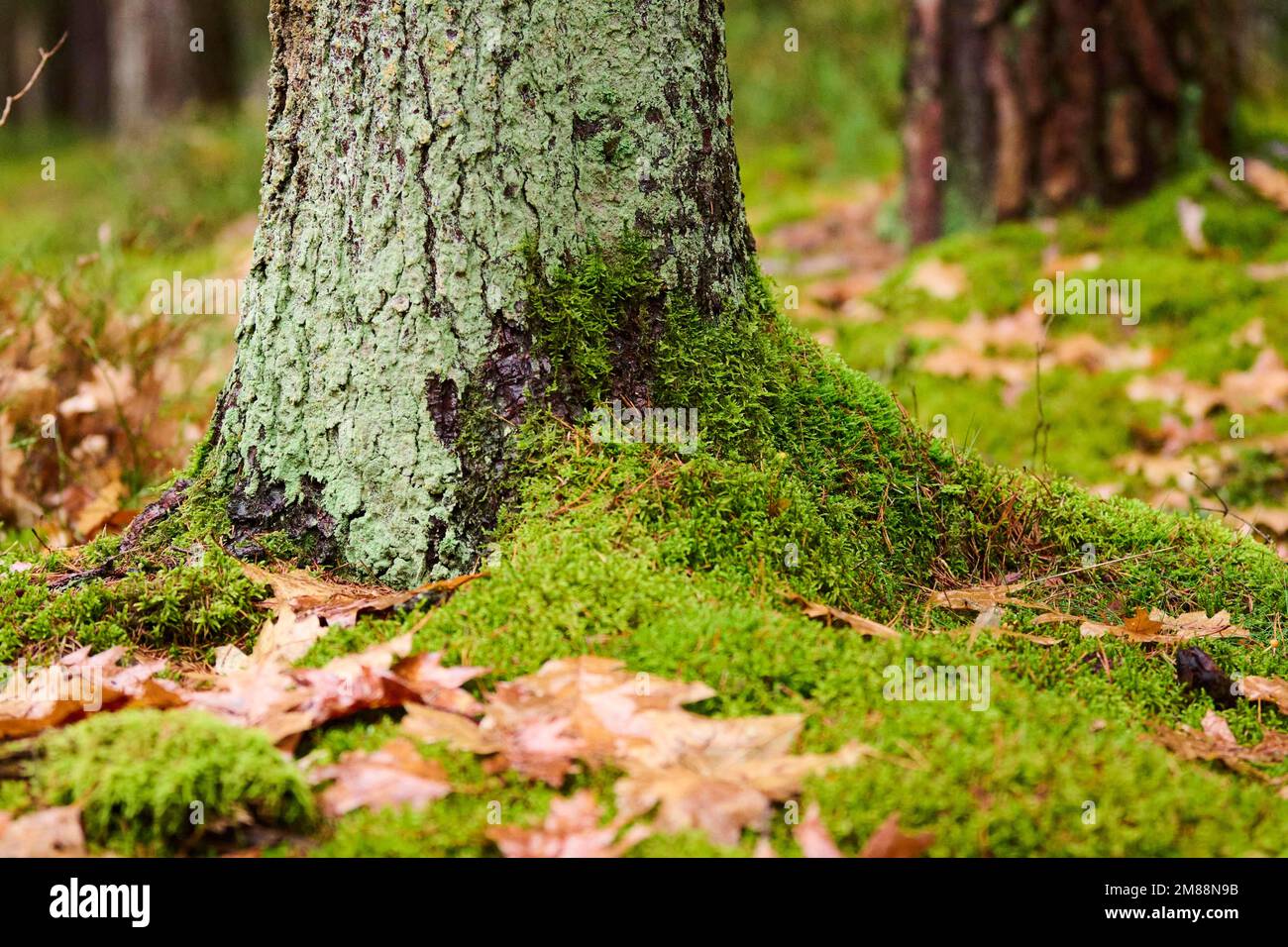 Tree trunk of the Norway spruce (Picea abies) in the forest, Franconia ...