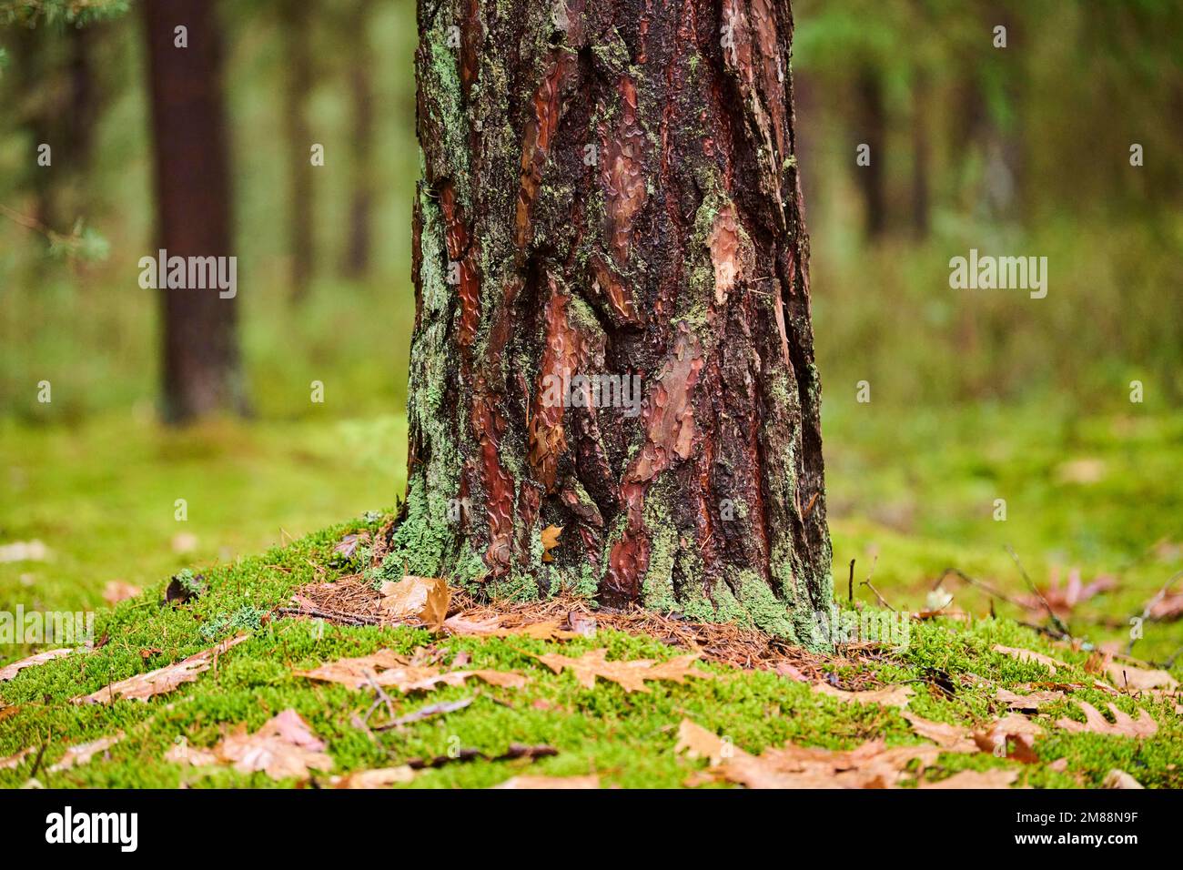 Tree trunks of the Scots pine (Pinus sylvestris) in the forest ...