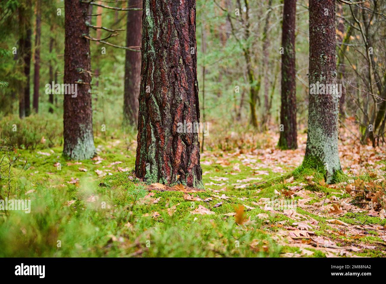 Tree trunks of the Scots pine (Pinus sylvestris) in the forest ...