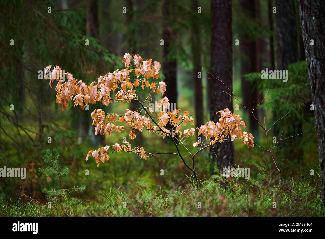 Young English oak (Quercus robur) with brown foliage in a forest ...