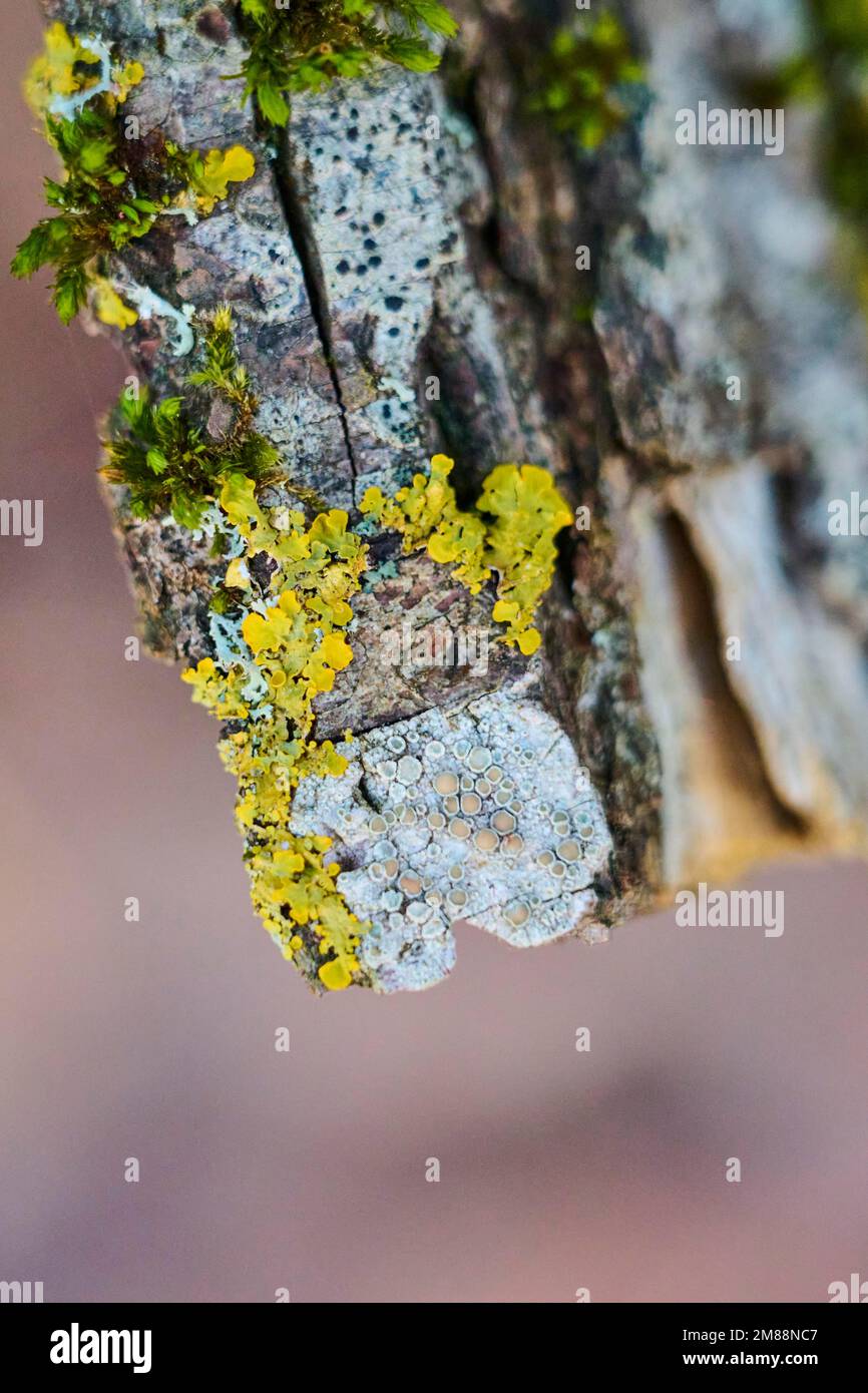 Common orange lichen (Xanthoria parietina) closu-up on a bark of a tree ...