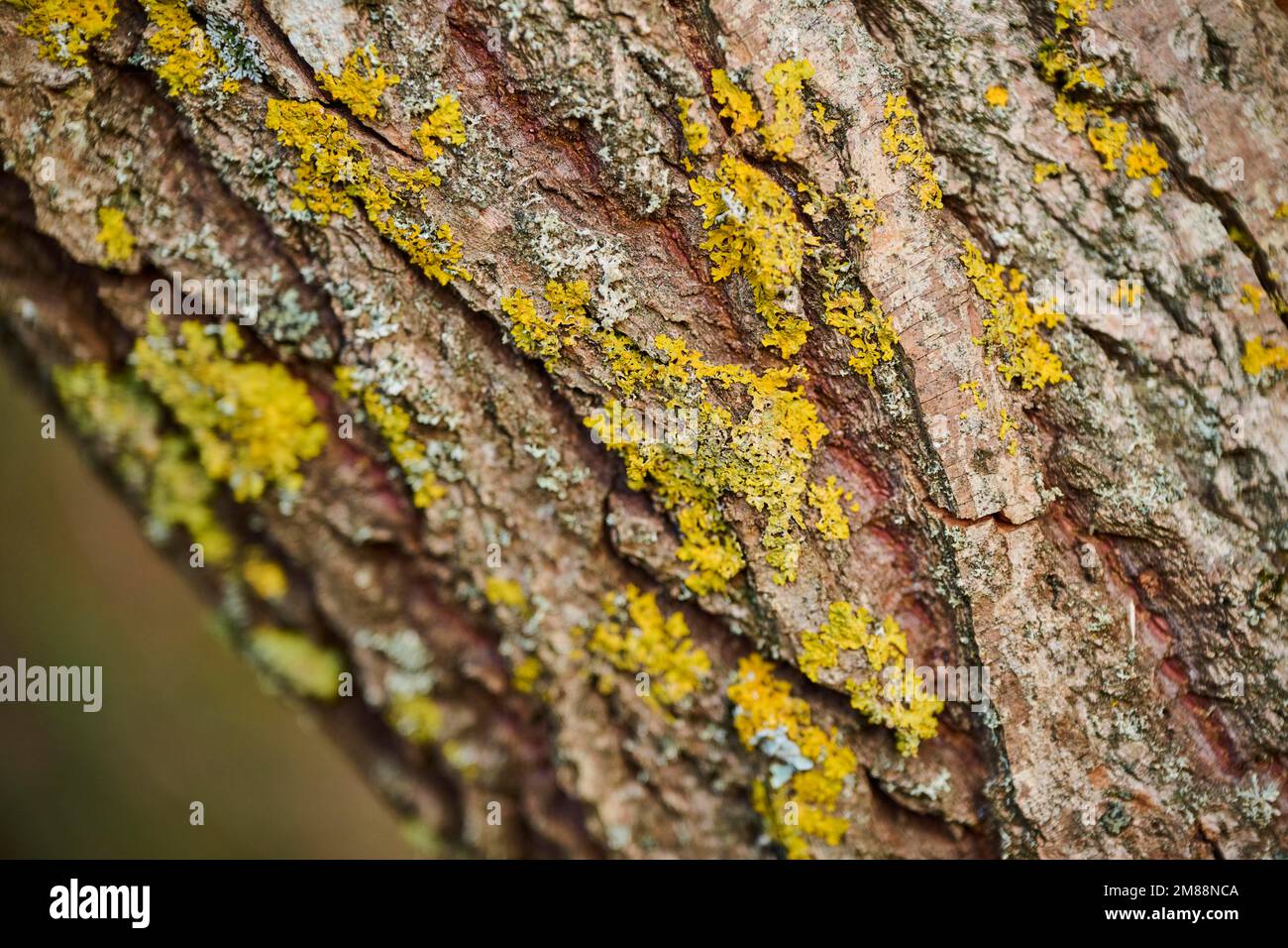 Common orange lichen (Xanthoria parietina) closu-up on a bark of a tree ...