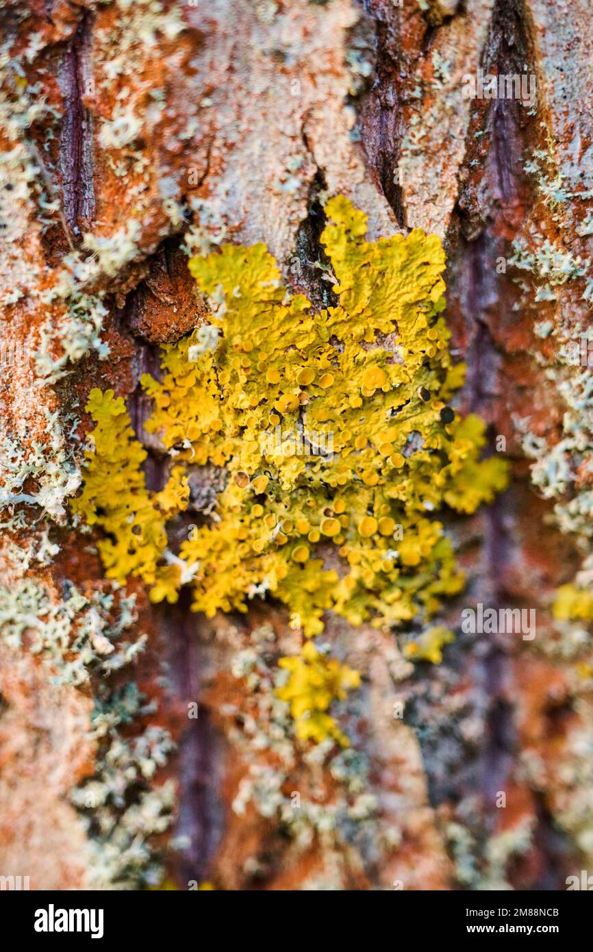 Common orange lichen (Xanthoria parietina) closu-up on a bark of a tree ...