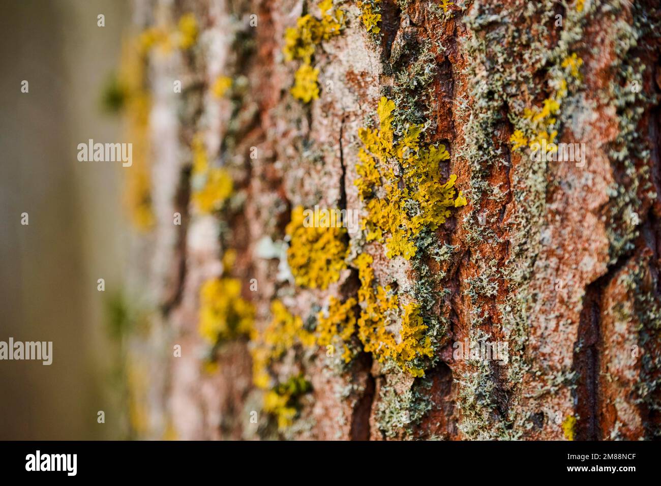 Common orange lichen (Xanthoria parietina) closu-up on a bark of a tree ...