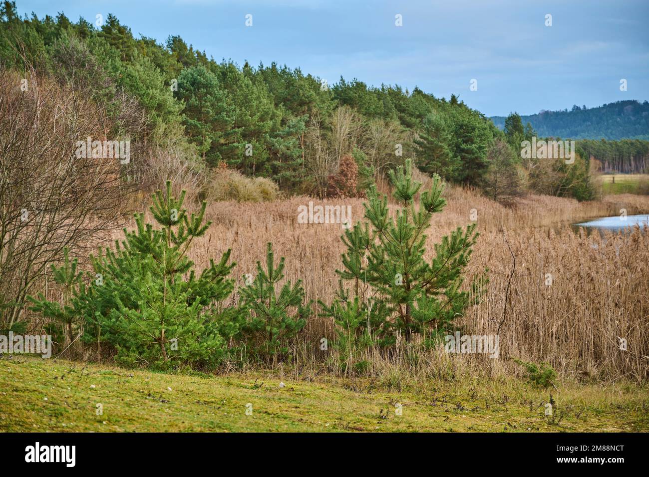 Young scots pine pinus sylvestris hi-res stock photography and images ...