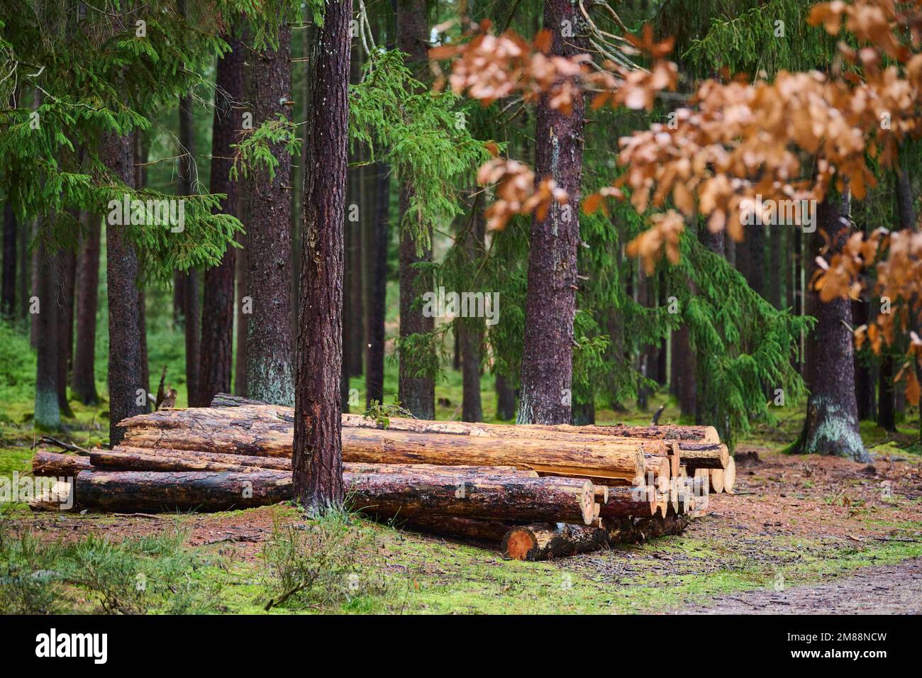 Tree trunks of cut down timber in the forest, Franconia, Bavaria ...
