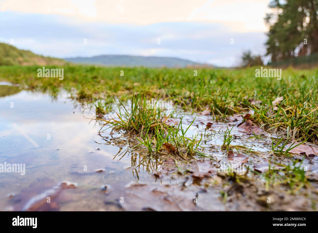 Puddle grass hi-res stock photography and images - Alamy