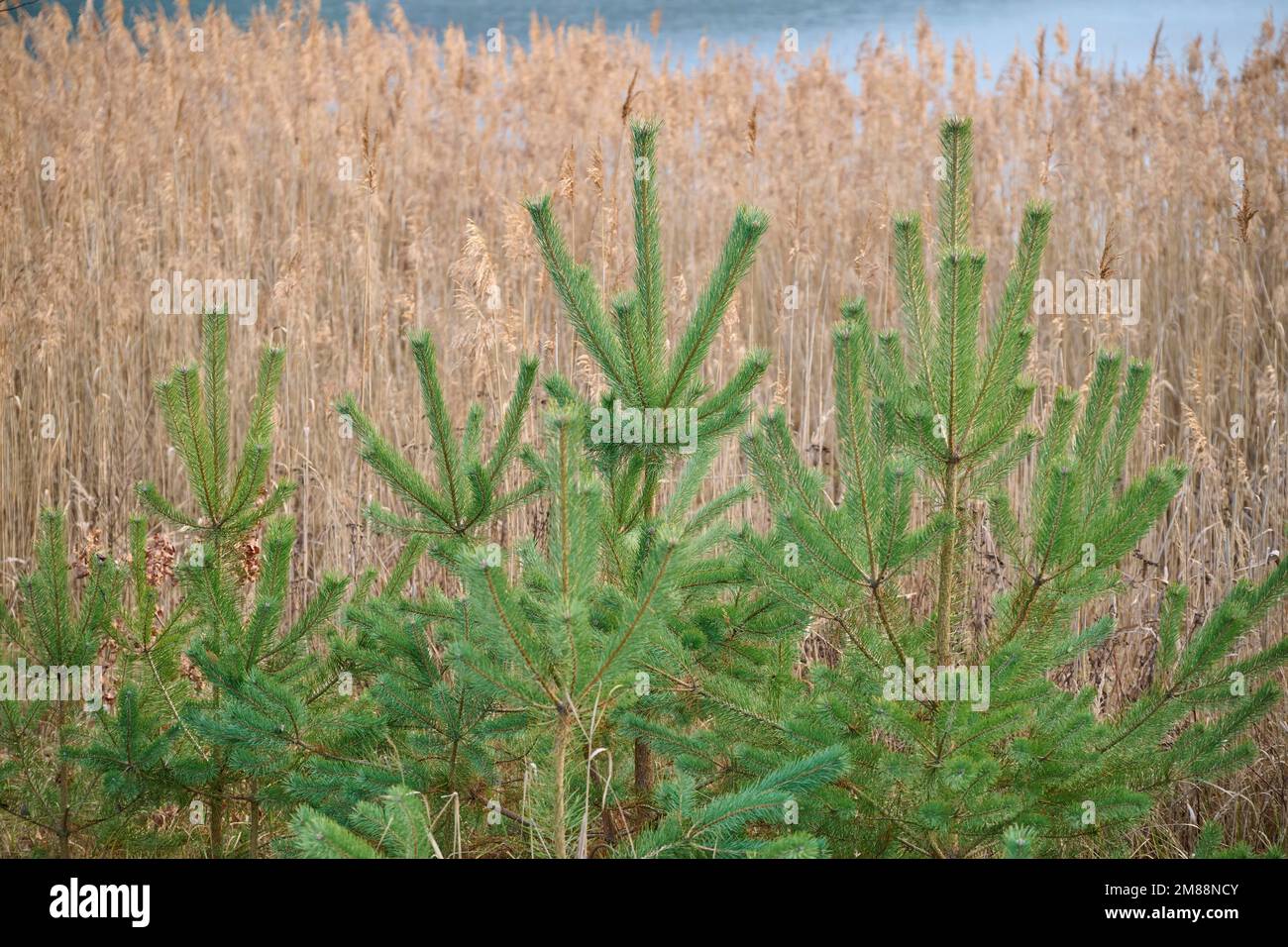 Young Scots pine (Pinus sylvestris) in the forest, Franconia, Bavaria ...