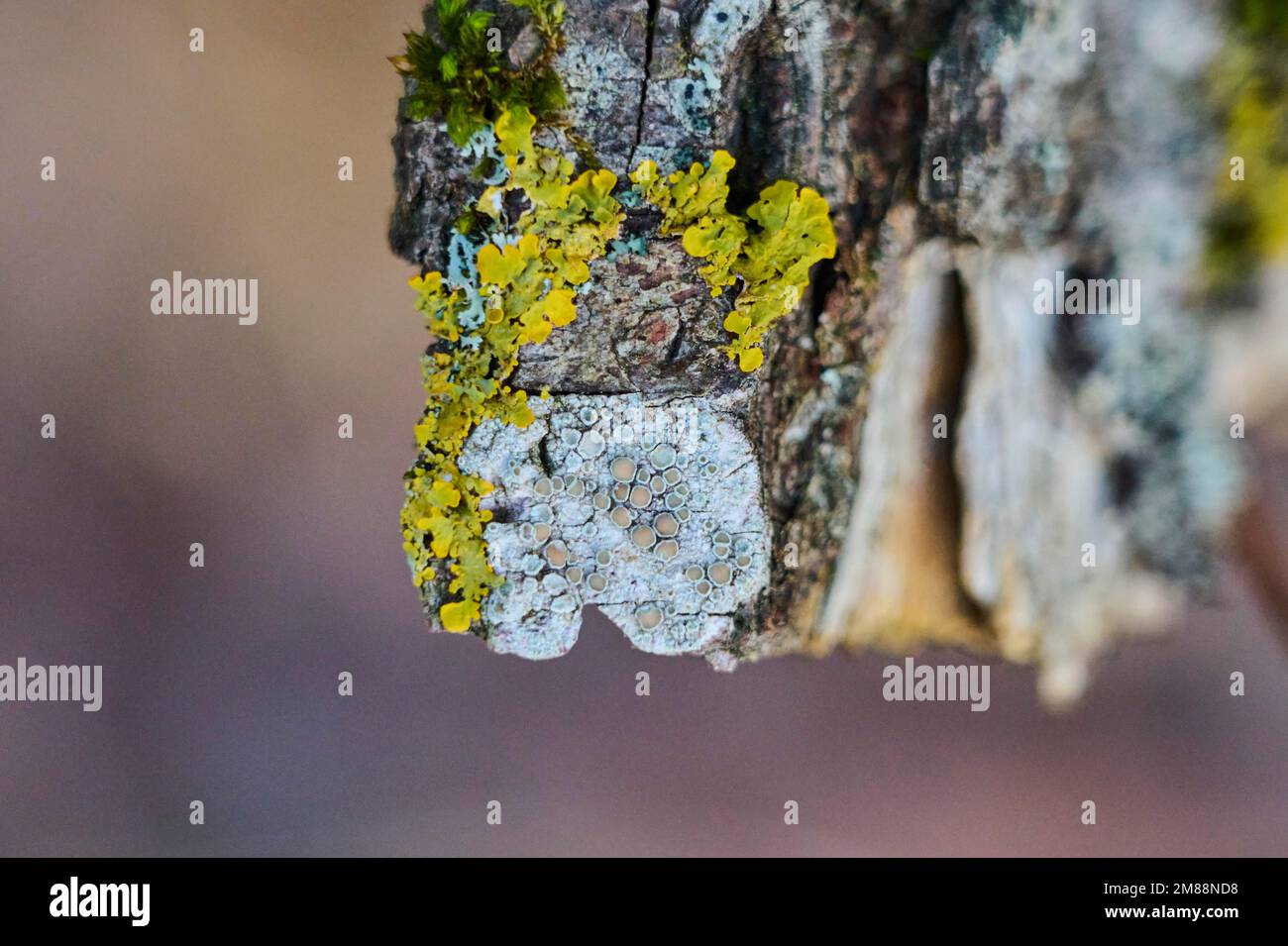 Common orange lichen (Xanthoria parietina) closu-up on a bark of a tree ...