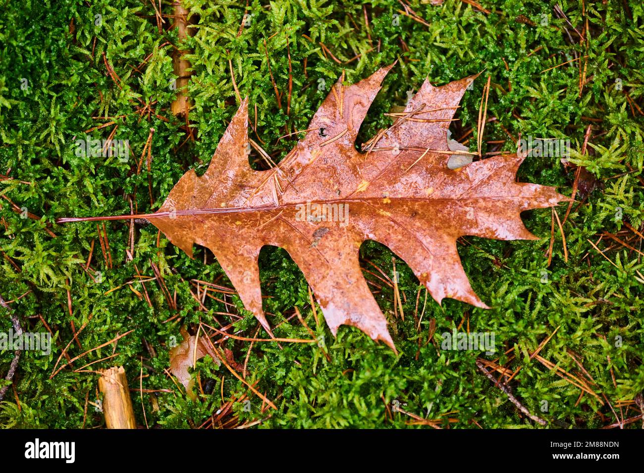 Northern red oak (Quercus rubra), old brown foliage on the ground ...