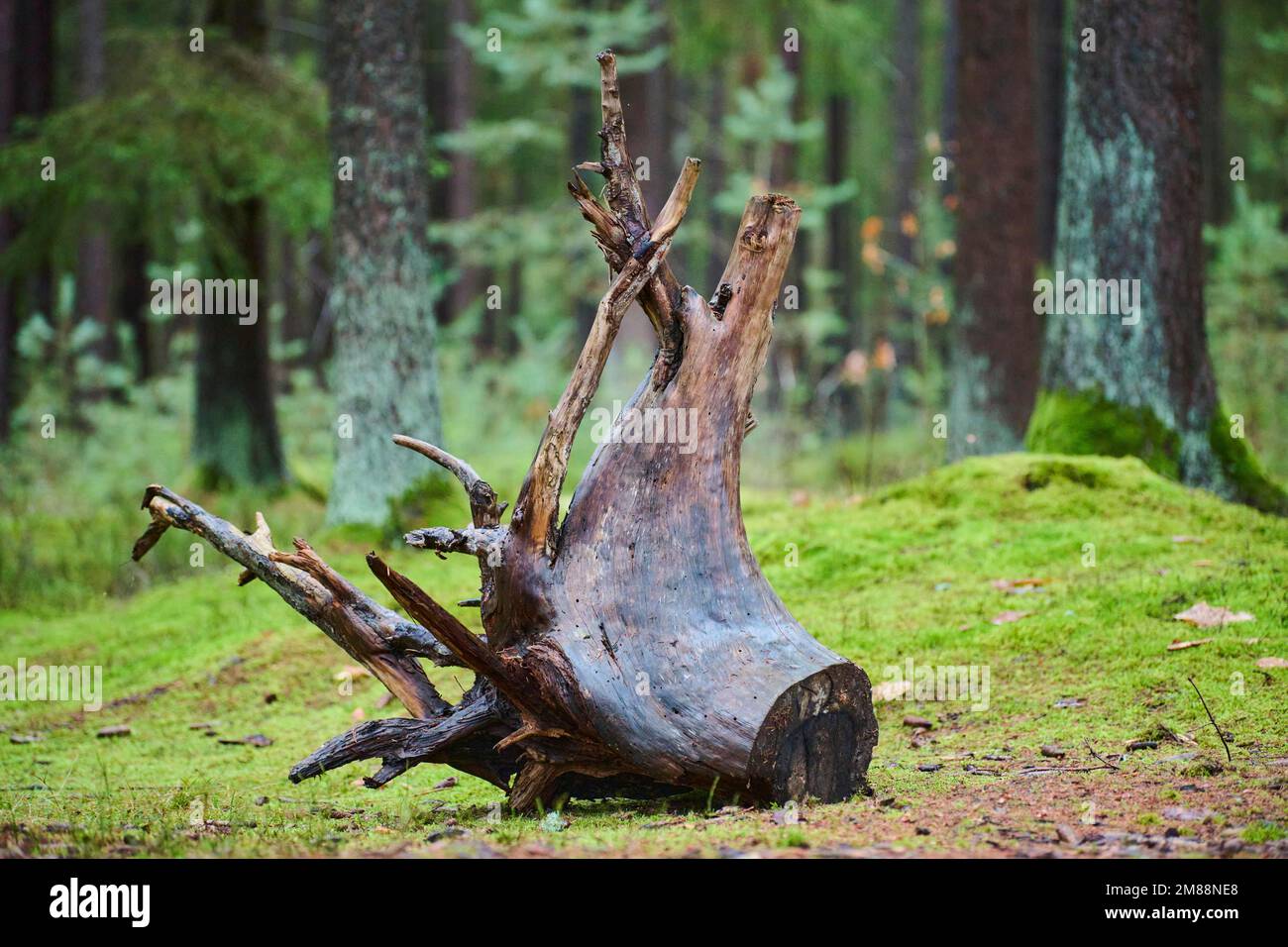 Root system of a old tree in the forest, Franconia, Bavaria, Germany ...